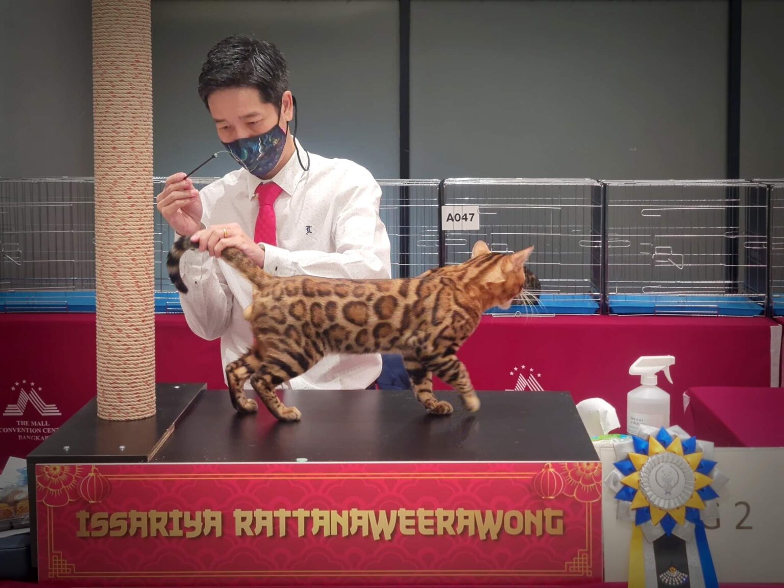 ประกวดแมว งาน Lady Lunar Cat Show 2022 - Nana cattery