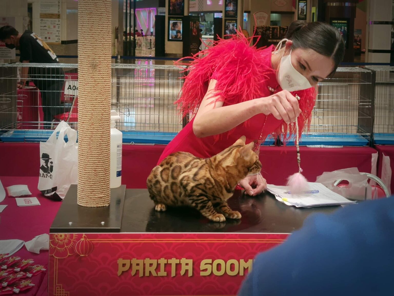 ประกวดแมว งาน Lady Lunar Cat Show 2022 - Nana cattery
